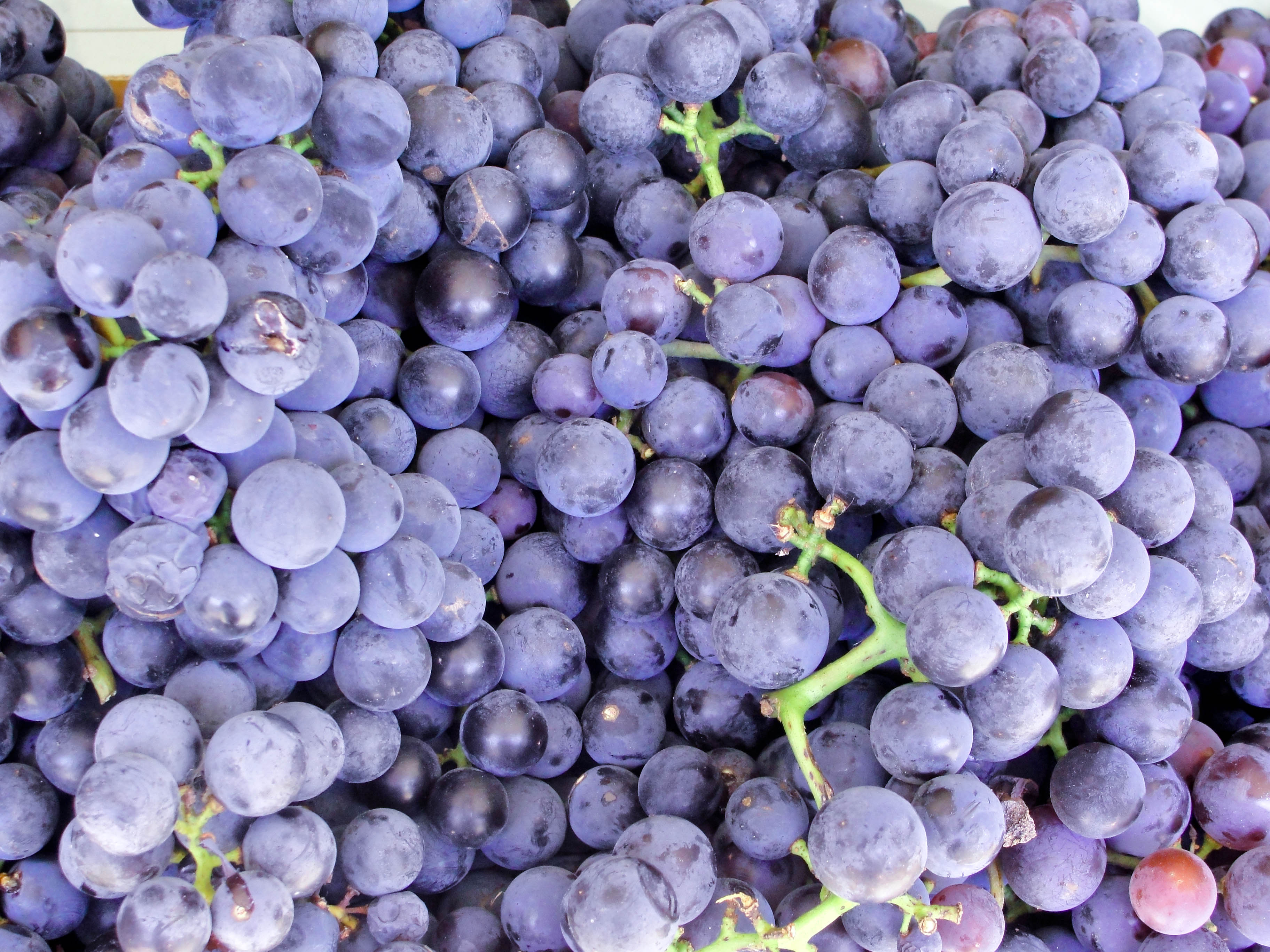 Great Day to Pick Some Grapes! | My Fancy Pantry